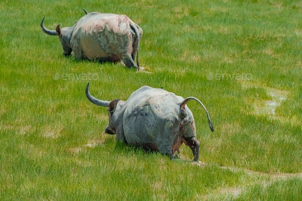 Buffaloes at the green grassland in Kampung Batu Putih, Marang ...