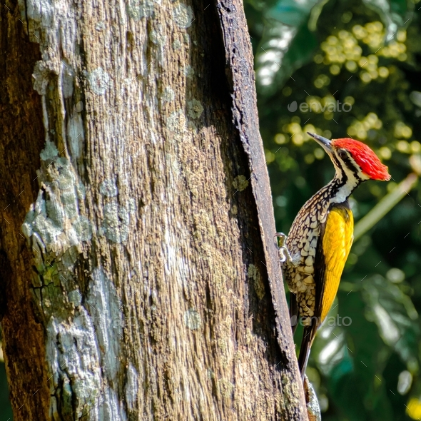 Common Flameback (Dinopium javanense). Also known Three-toed, small ...