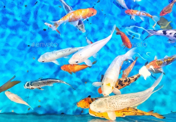 Natural background Made by koi fishes And blue water Stock Photo by ...