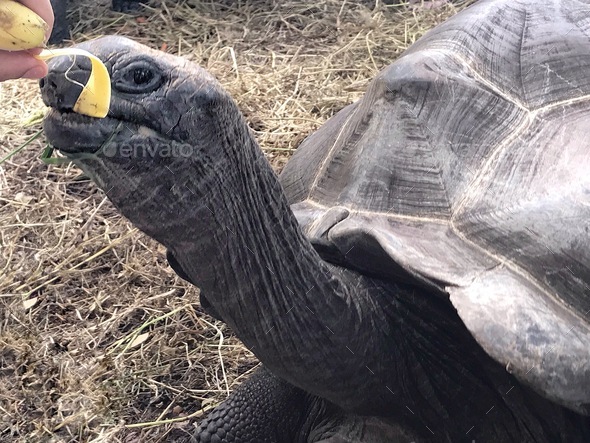 Wild Giant turtle eating Stock Photo by Som3_mor3 | PhotoDune