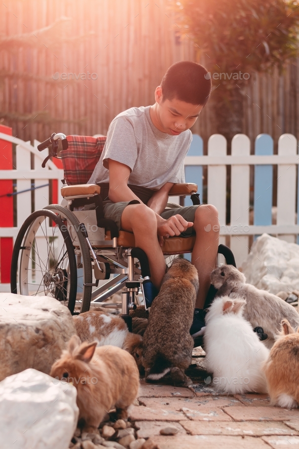 Disabled child sitting on wheel chair feeding rabbits in zoo Stock ...