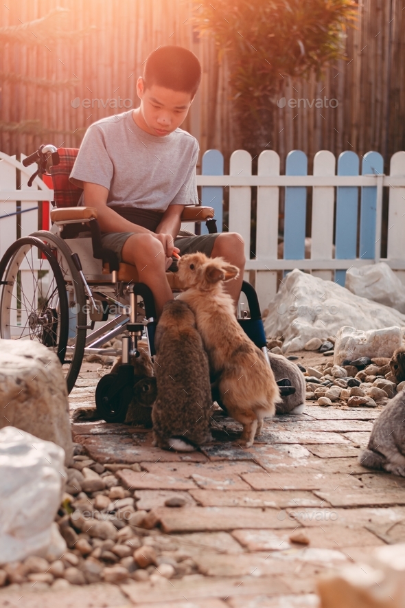 Disabled child sitting on wheel chair feeding rabbits in zoo Stock ...