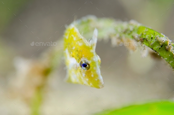 Juvenile file fish swimming on the seagrass Stock Photo by eelinstudio