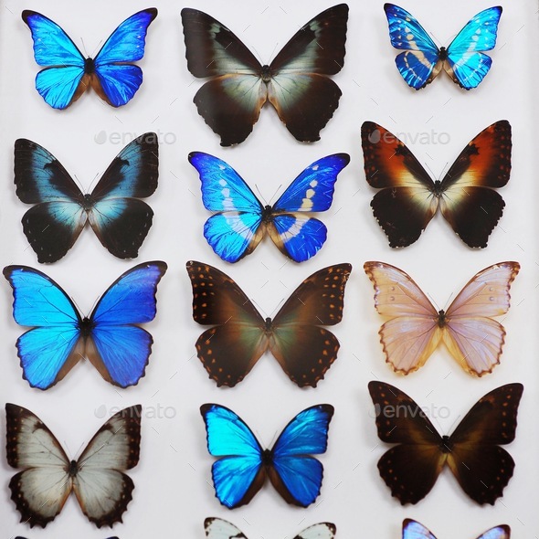 multicolored blue butterflies of different breeds. Insects of different ...