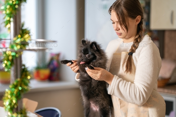 the girl holds her dog by the front paws so that she stands on her hind ...