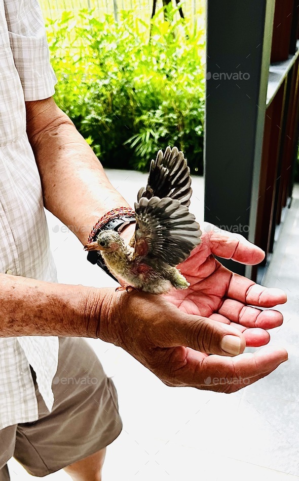 Holding a baby bird which is trying to fly. Stock Photo by Javanng