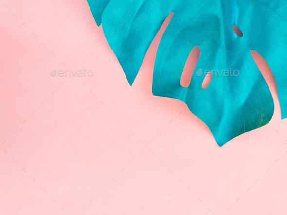 Green Monstera leaf on pastel peach color background with space for ...