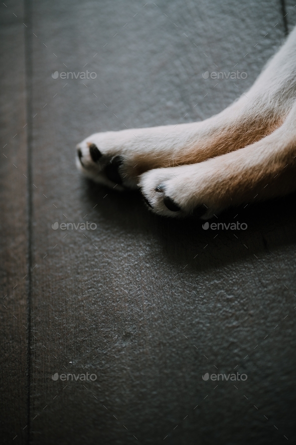Dog puppy feet paws toes sleeping sideways furry fluffy at home pets ...