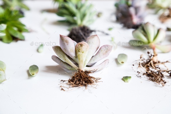 Roots and sprouts of succulent plants on white background Stock Photo ...
