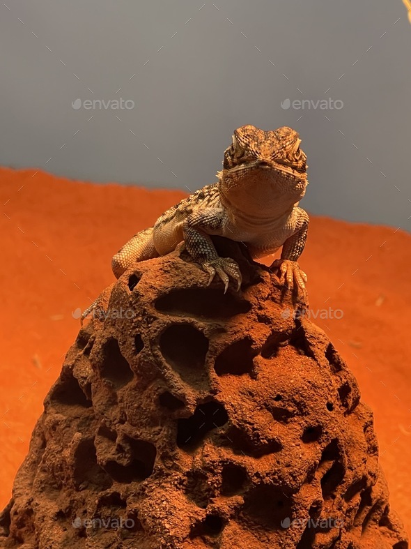 Native Australian desert dwelling lizard Stock Photo by Cheryl_P ...