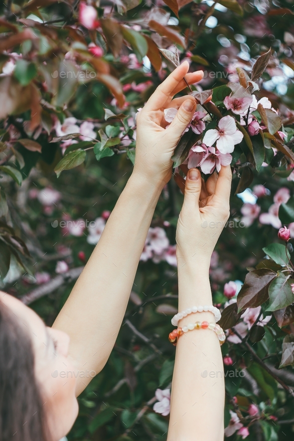 Beautiful women hands touch the pink flowers of blooming Apple tree ...