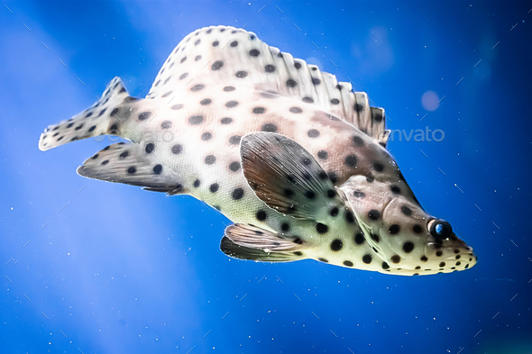 A spotted leopard fish Cromileptes altivelis swims in blue water among ...