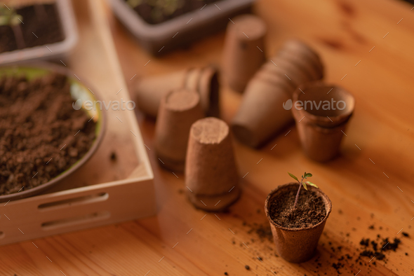 Young fresh seedlings growing in biodegradable pot, home gardening ...