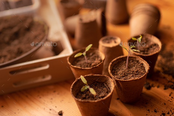 Young fresh seedlings growing in biodegradable pot, home gardening ...