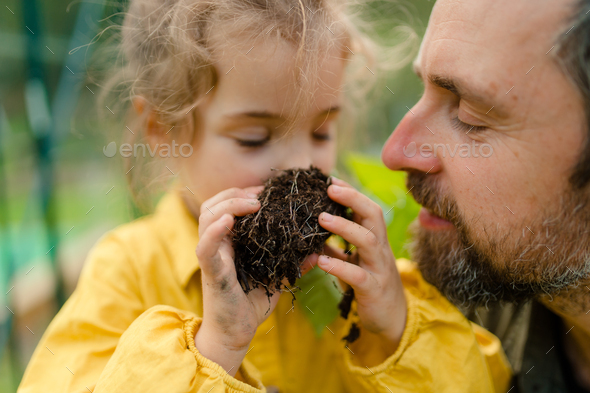 Little girl smelling pepper plant with her dad, when transplanting it ...