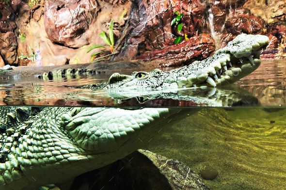Cayman crocodile profile close-up with teeth half in the water and the ...
