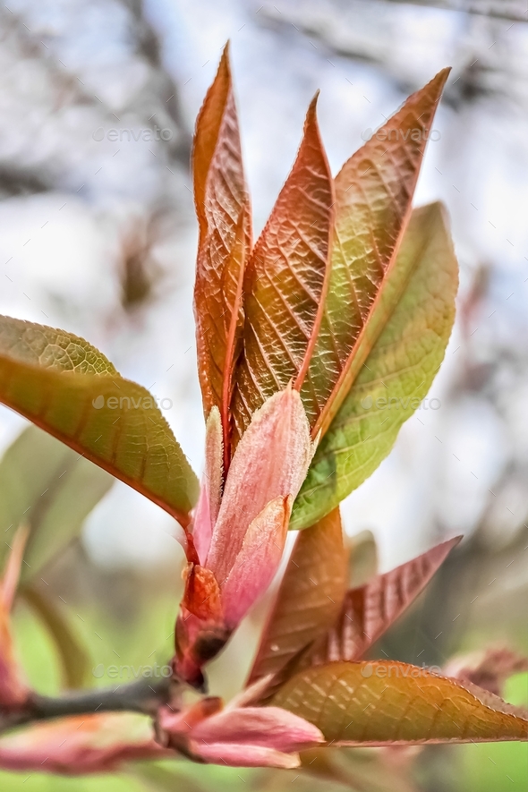 Budding buds. Natural background of flowering tree branches. Spring ...