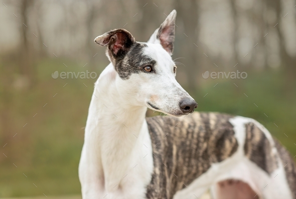 Greyhound dog for a walk in the forest in spring Stock Photo by Vikotikk