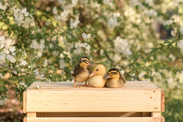 little ducklings sit on a box near a flowering tree in spring in nature ...