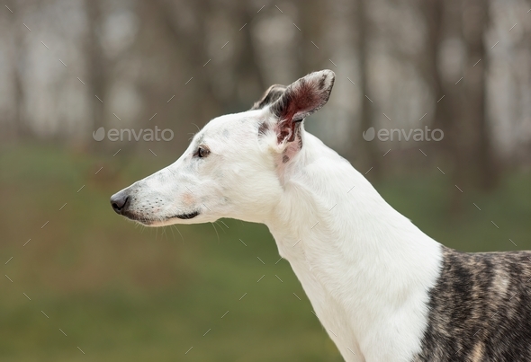 Greyhound dog for a walk in the forest in spring Stock Photo by Vikotikk