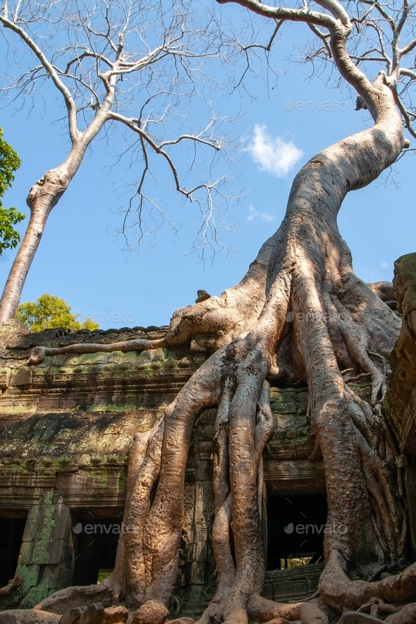 The roots of an old powerful tree on ancient ruins Stock Photo by ...