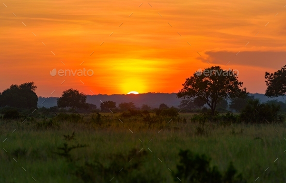 African Safari park and sunset Stock Photo by klavdiyav | PhotoDune
