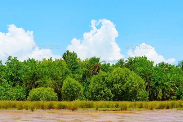 mangrove forest, african river Wami with orange water and picturesque ...