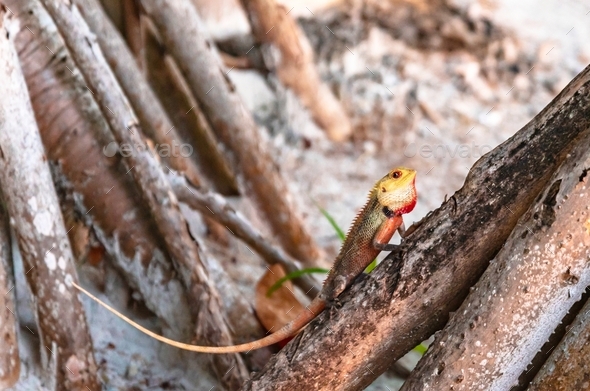 Lizard calotes calotes on a tree in the Maldives Stock Photo by klavdiyav