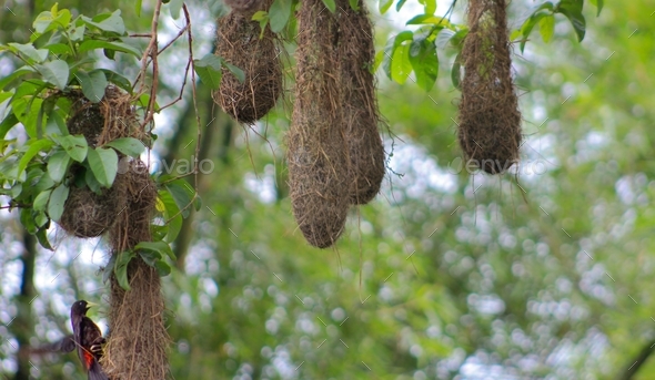 guash nests Stock Photo by msandrioli | PhotoDune