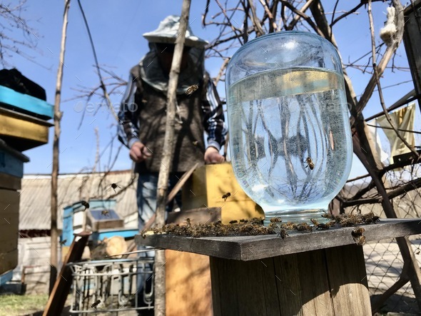 Honey bees carrying water for making honey with an old man on ...