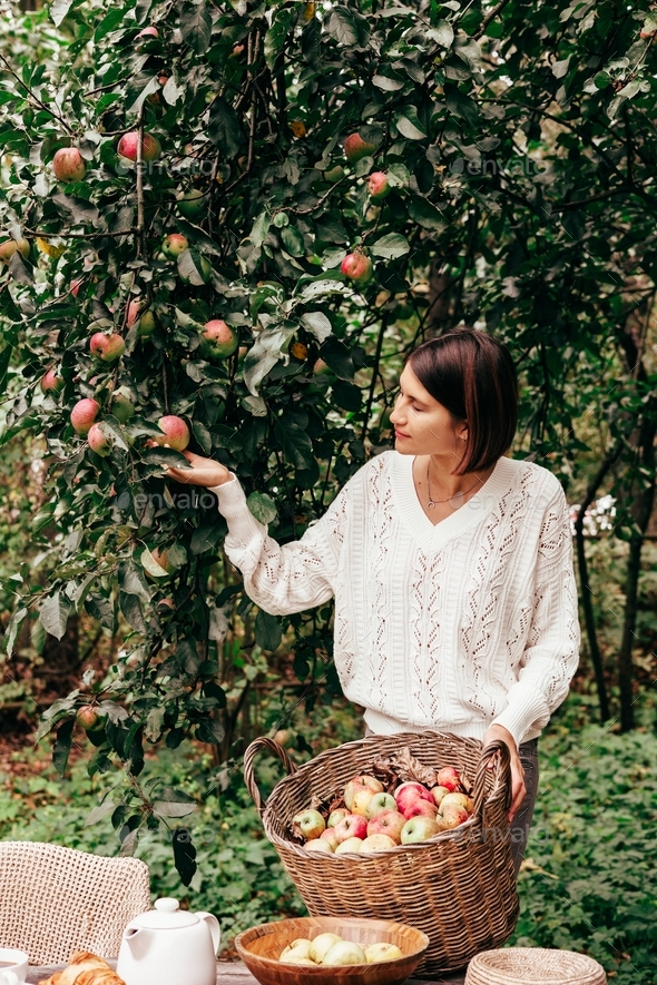 young beautiful asian woman with basket full of apples picking apples ...