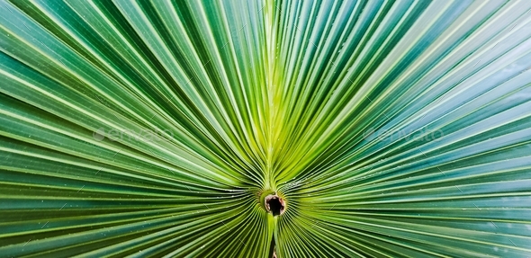 Abstract palm frond as background and wallpaper for copy space and ...