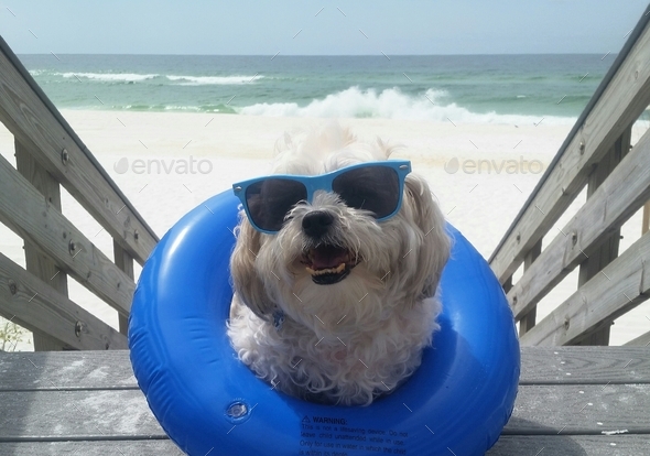 Cute pet in blue shades and inner tube on beach walkway in summertime ...