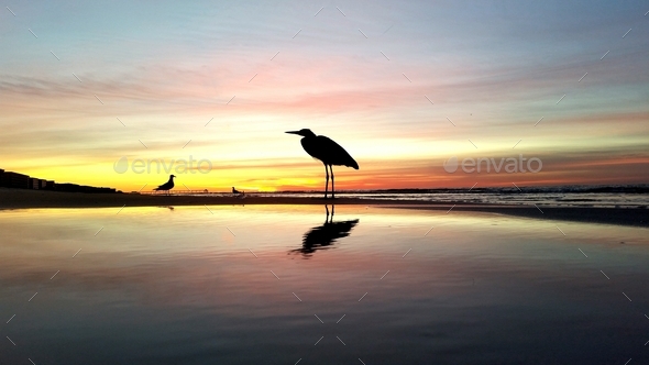 Seabirds Reflections in colorful beach landscape at beach with ...