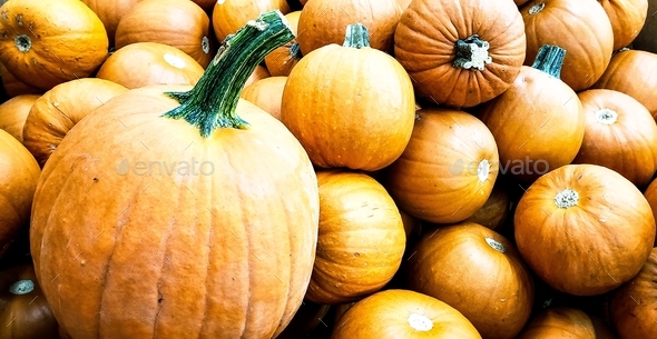 Real live pumpkins are piled up for sale in a grocery store with labels ...