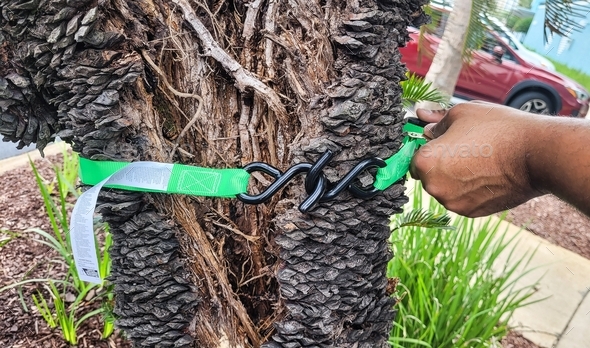 Pulling tree trunk together to save the tree from further damage after ...