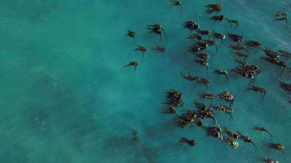 Kelp forest from above on a calm day, Stock Footage | VideoHive
