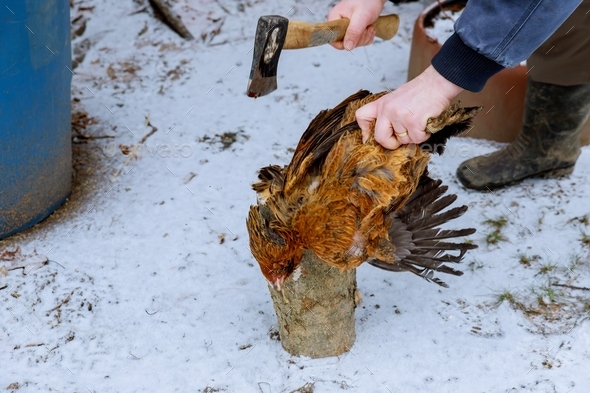 Cutting process off chickens head with an axe Stock Photo by photovs