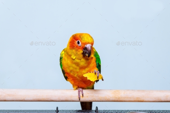 Sun parakeet parrot eating with nature background Sun conure bird and ...