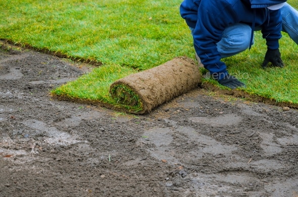 Applying rolled green grass with laying sod for new lawn applying turf ...
