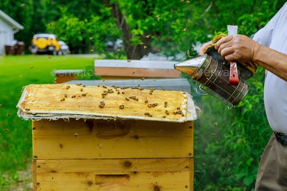 Beekeeping tool, in bees smoker the beekeeper works on an apiary near ...