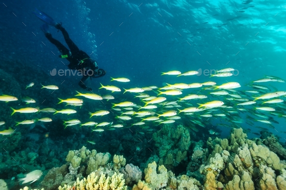 Diverse underwater life in the wild. Diving in the deep of the Red Sea ...