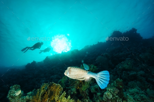 Diverse underwater life in the wild. Diving in the deep of the Red Sea ...