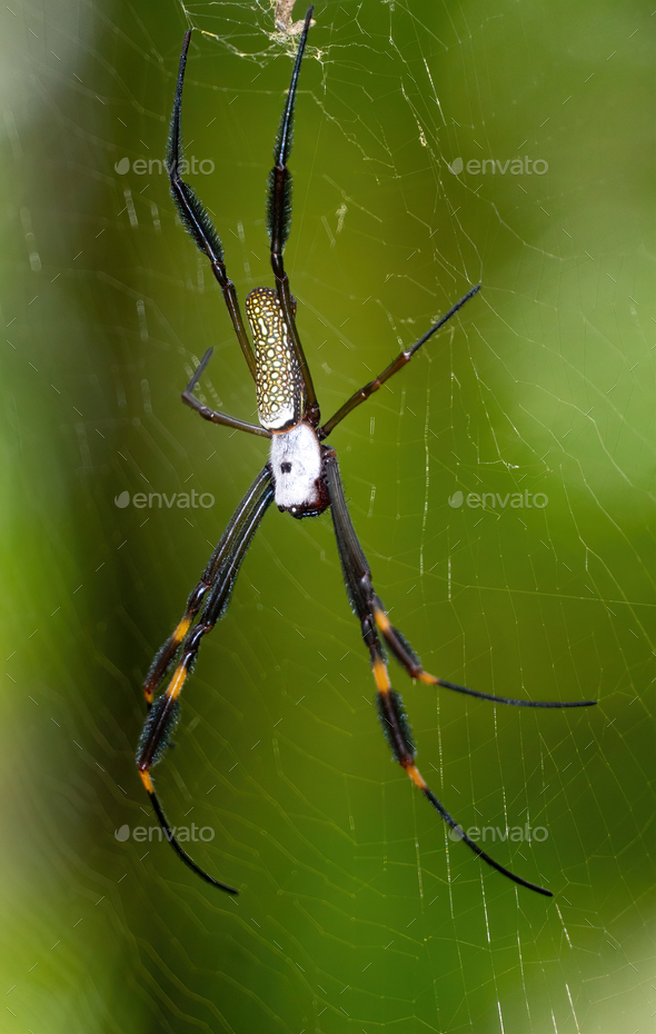 colored spider Stock Photo by msandrioli | PhotoDune