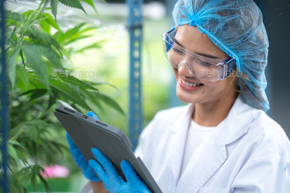 Grow facility for cannabis hemp plants farm for high-quality medicinal ...