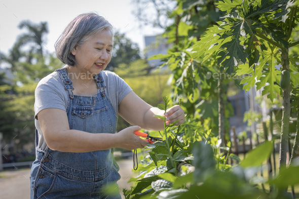 Retired senior woman in farm. Stock Photo by thanyapatm | PhotoDune
