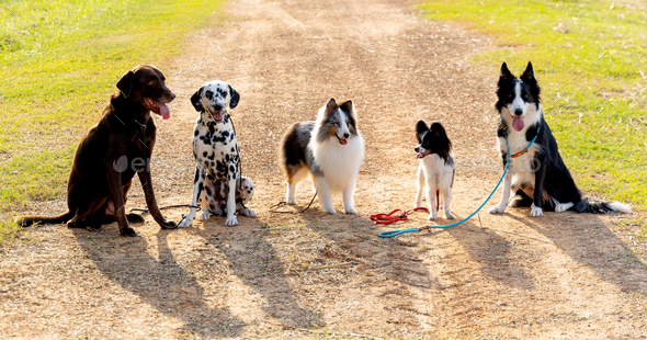 Group of different type dogs stand on the way or road as line formation ...