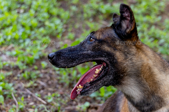 Close up face of dog open mouth and look away to left side and stay in ...