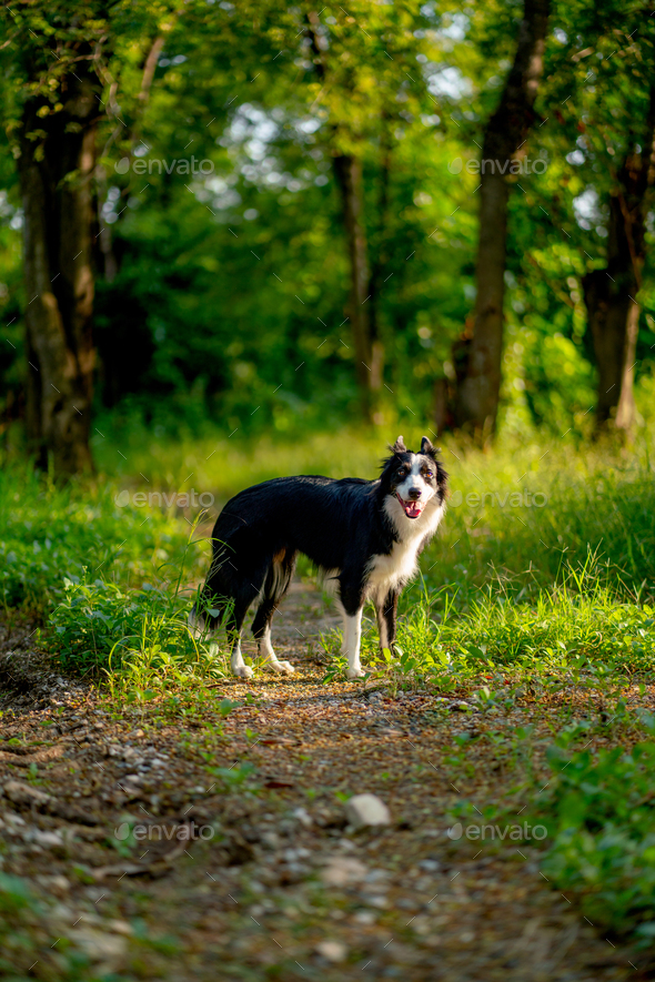 Vertical image of Border Collies Black and White dog stand on walk way ...