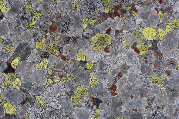 Stone texture with lichen Stock Photo by Kotenko | PhotoDune